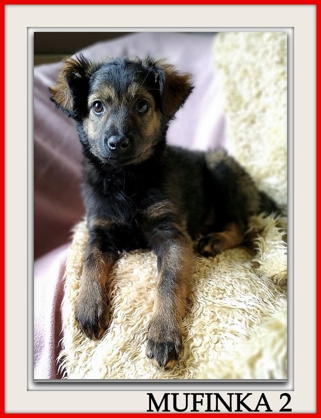 MUFINKA 2 - pies do adopcji Kraków | Zoodoptuj.pl