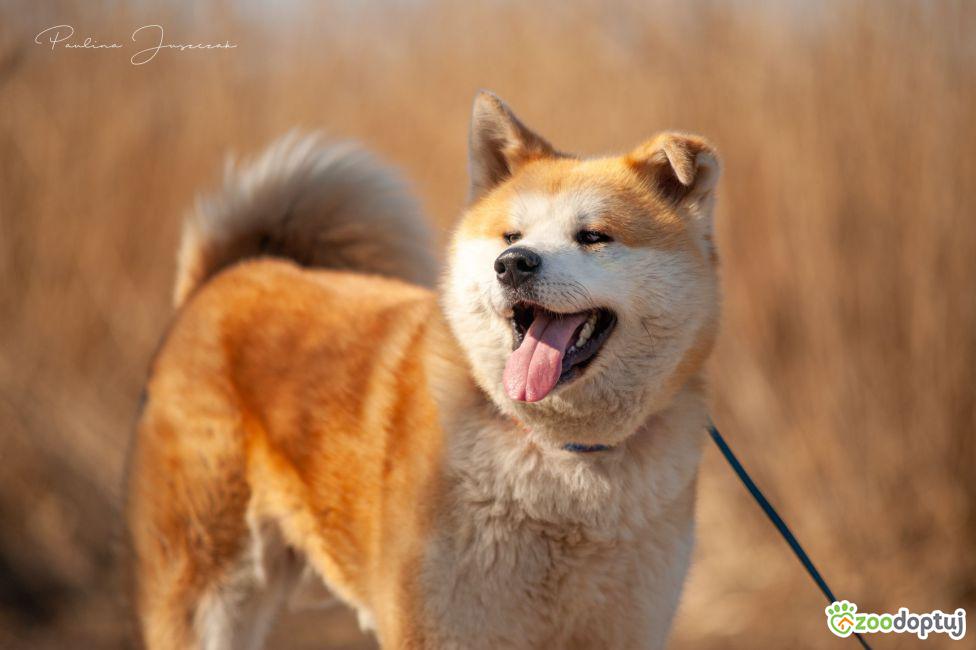Yoshi - pies do adopcji Poznań | Zoodoptuj.pl