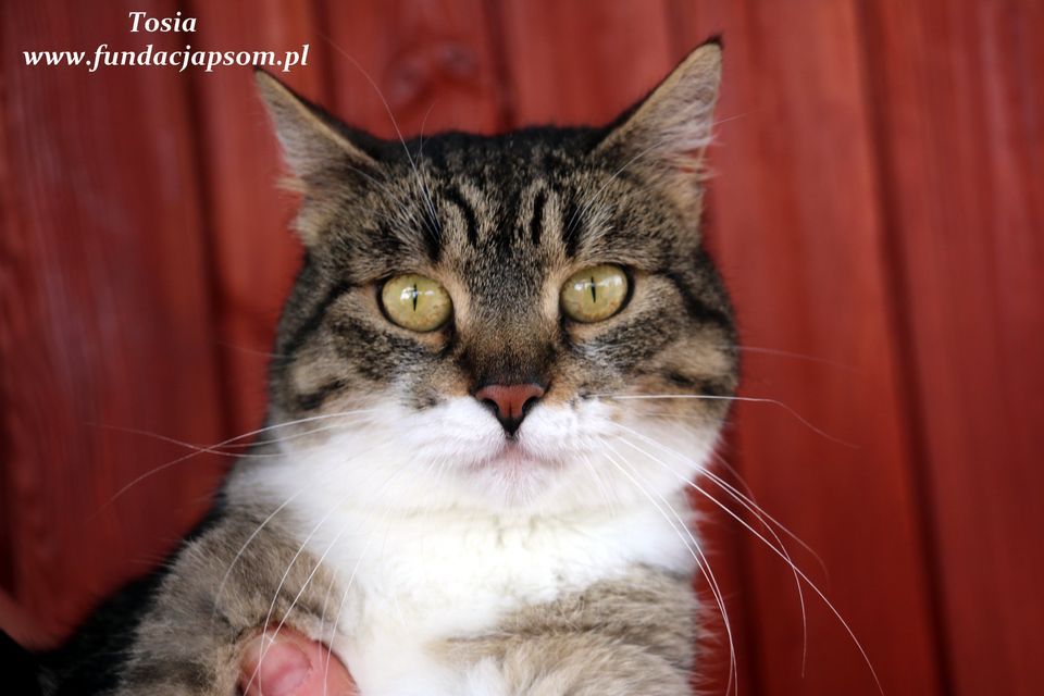 Tosia - kot do adopcji Nowy Dwór Mazowiecki | Zoodoptuj.pl
