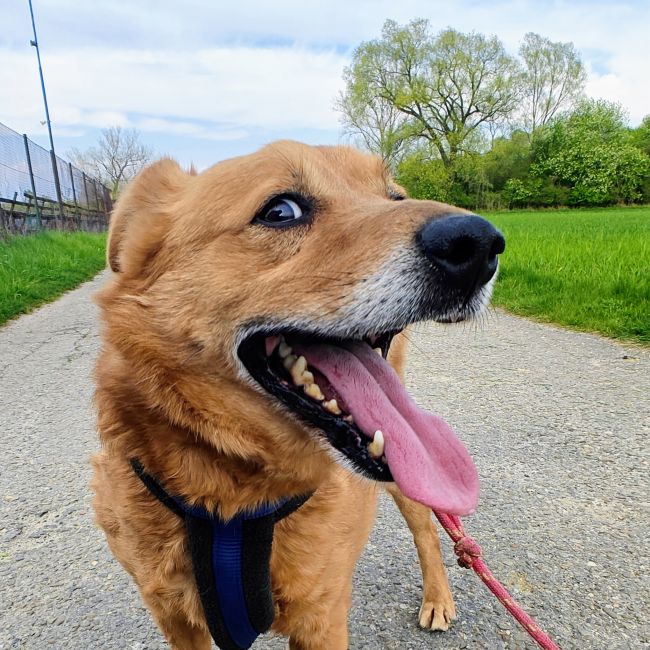 KEKSIK - pies do adopcji Rzeszów | Zoodoptuj.pl