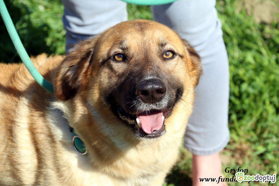 Gryfon - pies do adopcji Nowy Dwór Mazowiecki | Zoodoptuj.pl