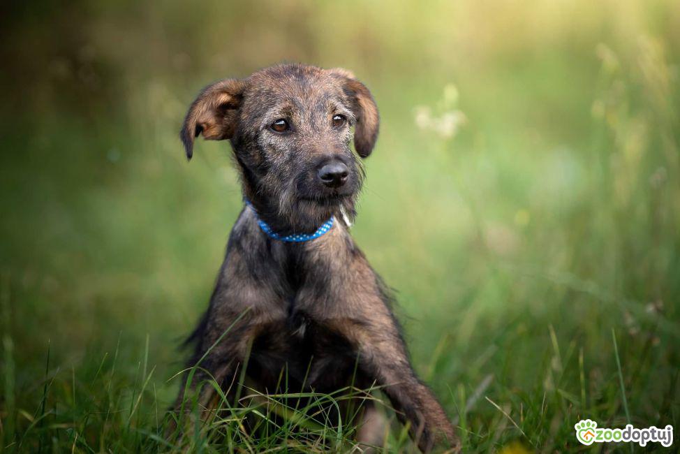 Pandora - pies do adopcji Warszawa | Zoodoptuj.pl