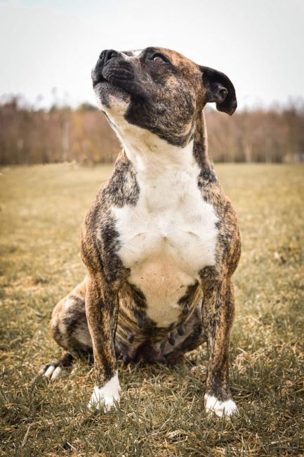 Saba - pies do adopcji Radom | Zoodoptuj.pl