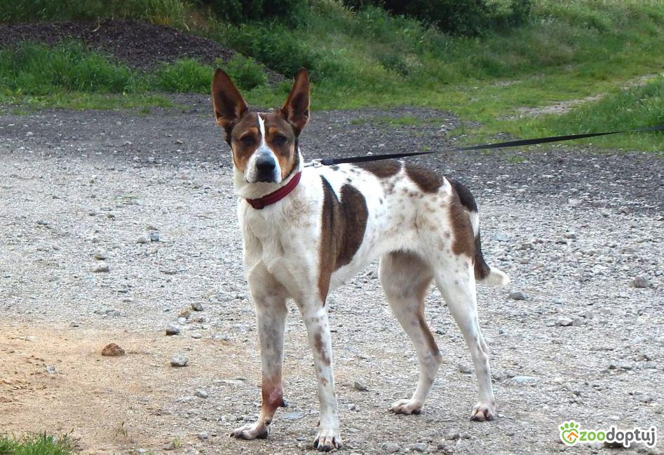 Furia - pies do adopcji Stargard | Zoodoptuj.pl