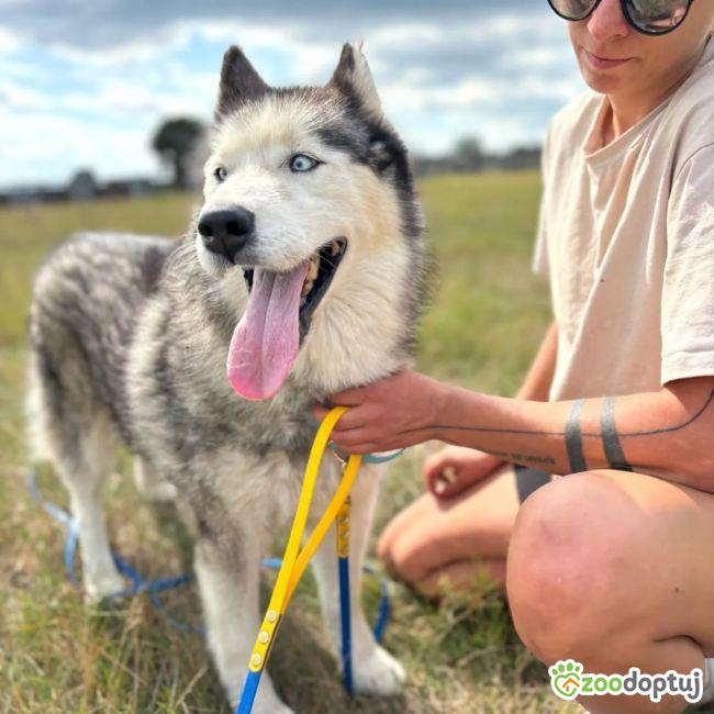 Kimchi - pies do adopcji Radom | Zoodoptuj.pl