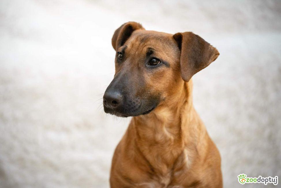 Ciapek - pies do adopcji Warszawa | Zoodoptuj.pl