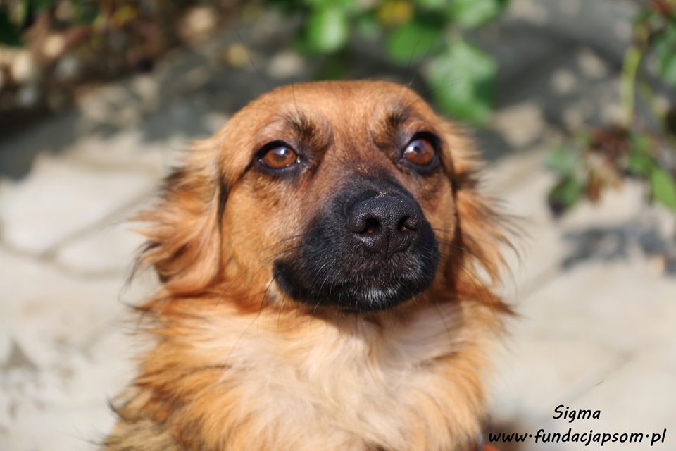 Sigma - pies do adopcji Nowy Dwór Mazowiecki | Zoodoptuj.pl