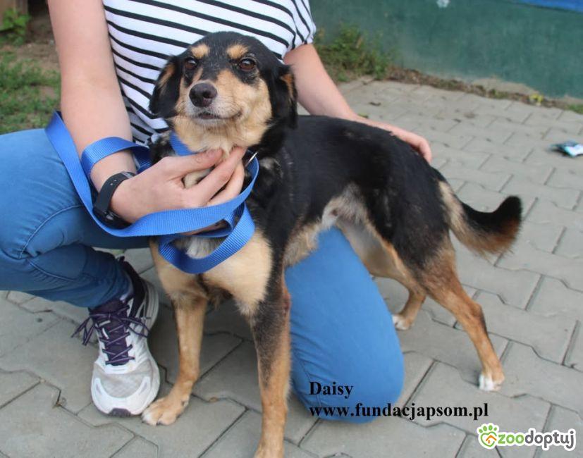Daisy - pies do adopcji Nowy Dwór Mazowiecki | Zoodoptuj.pl