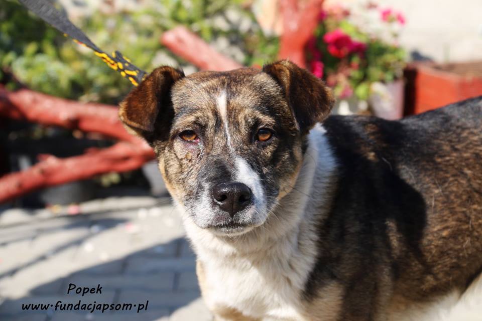 Popek - pies do adopcji Nowy Dwór Mazowiecki | Zoodoptuj.pl