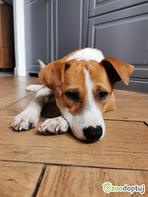 Ciapek - pies do adopcji Warszawa | Zoodoptuj.pl