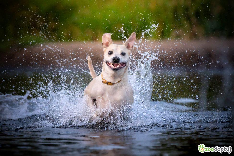 Joker - pies do adopcji Warszawa | Zoodoptuj.pl