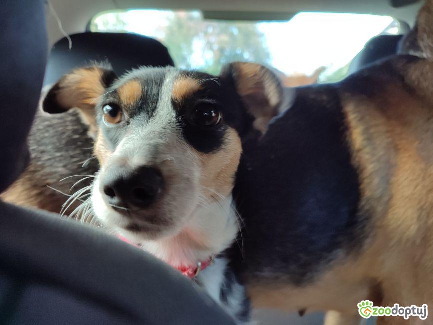 Fifka - pies do adopcji Włoszczowa | Zoodoptuj.pl