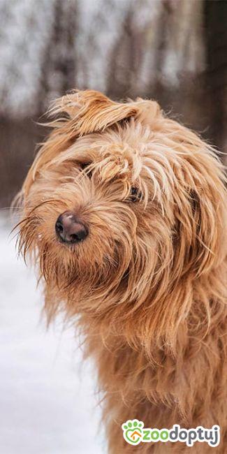 Kenzo - pies do adopcji WARSZAWA | Zoodoptuj.pl