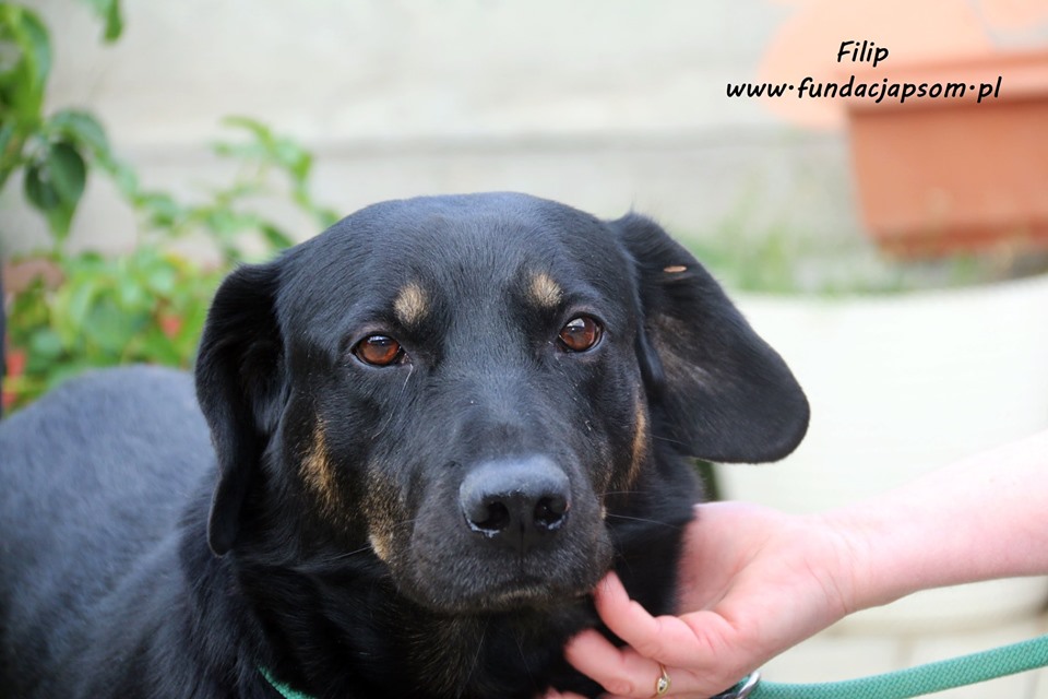 Filip - pies do adopcji Nowy Dwór Mazowiecki | Zoodoptuj.pl