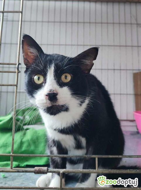 Inki - kot do adopcji Włocławek | Zoodoptuj.pl