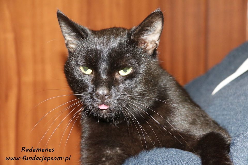 Rademenes - kot do adopcji Nowy Dwór Mazowiecki | Zoodoptuj.pl