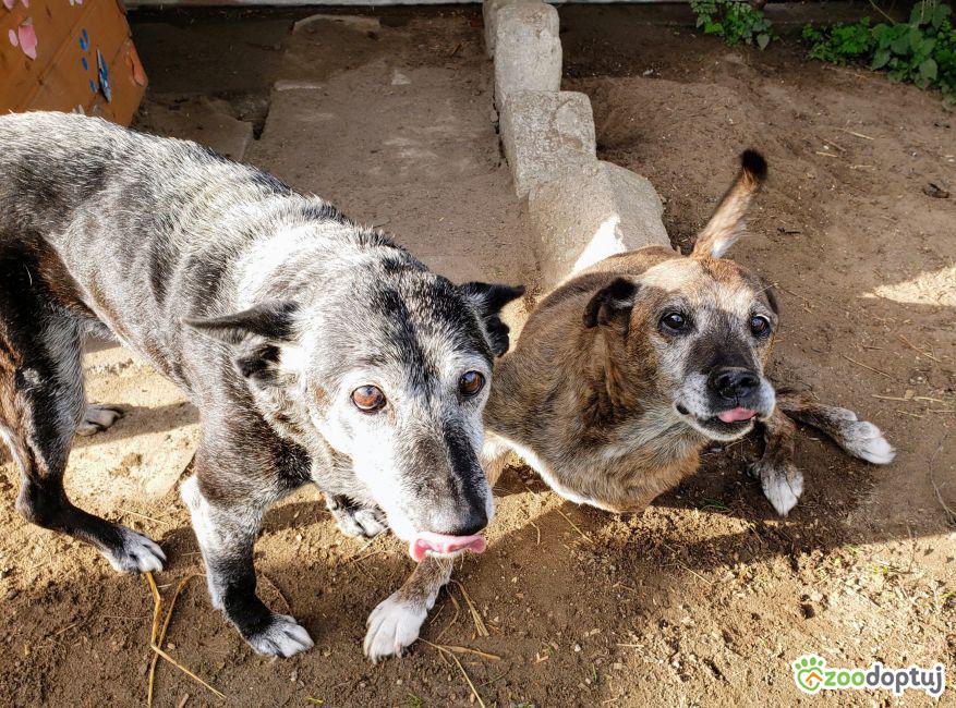 Stella - pies do adopcji Stargard | Zoodoptuj.pl