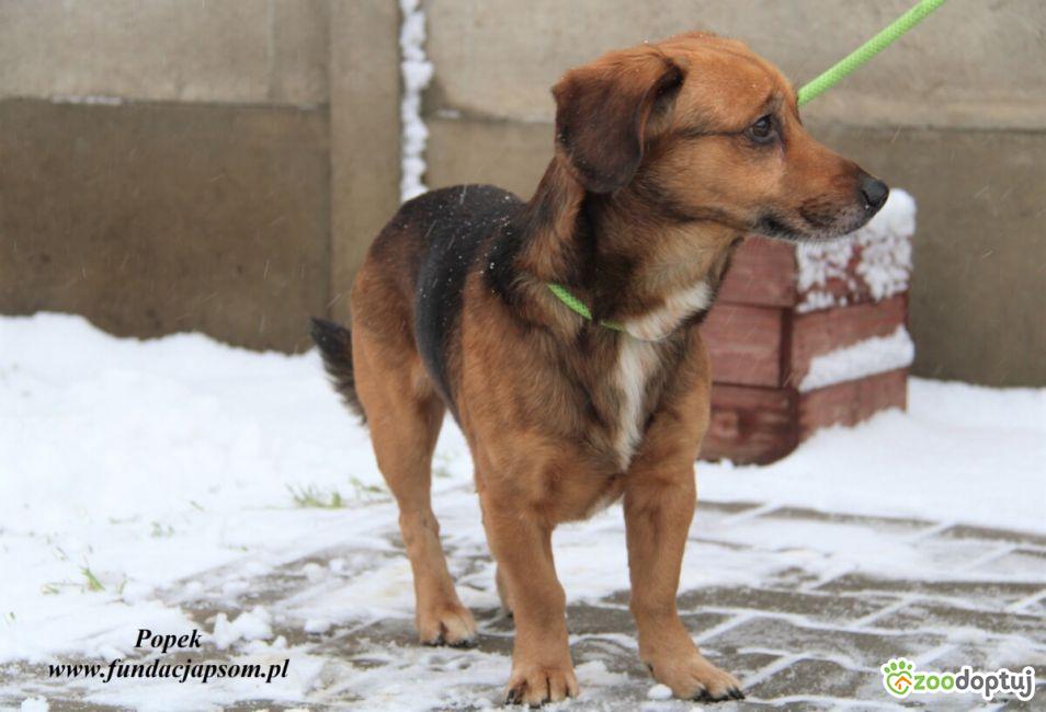 Popek - pies do adopcji Nowy Dwór Mazowiecki | Zoodoptuj.pl