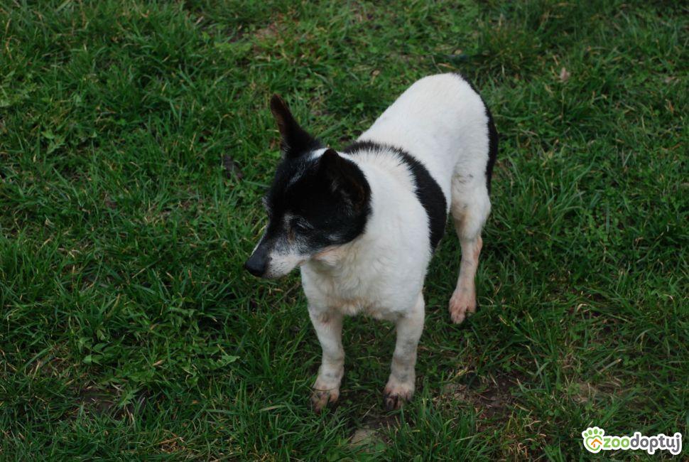 Poopy - pies do adopcji Kraków | Zoodoptuj.pl