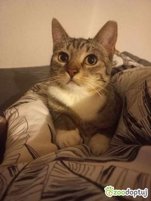 Furia - kot do adopcji Gdańsk | Zoodoptuj.pl