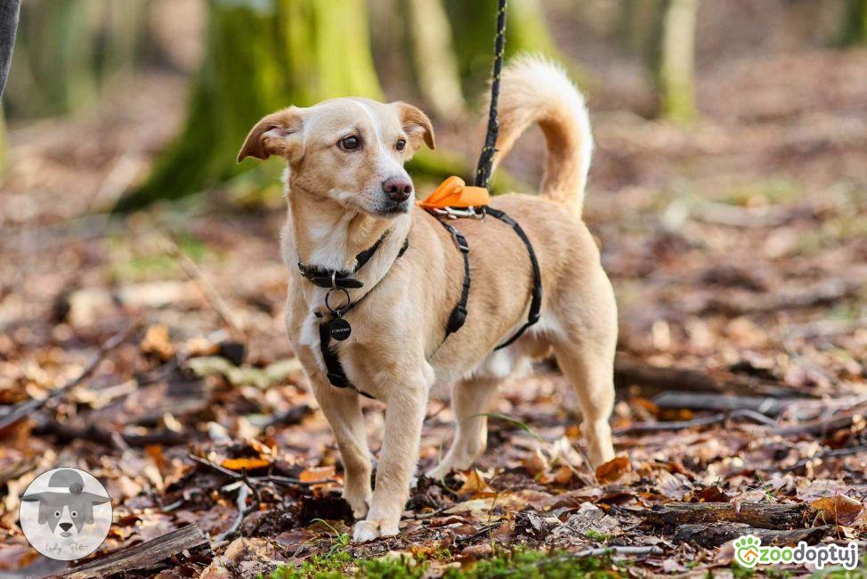 Pimpek - pies do adopcji Gdańsk | Zoodoptuj.pl