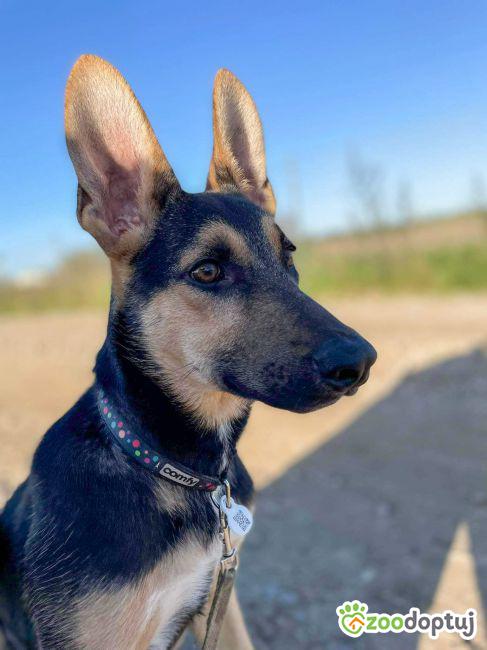 Lato - pies do adopcji Żuromin | Zoodoptuj.pl