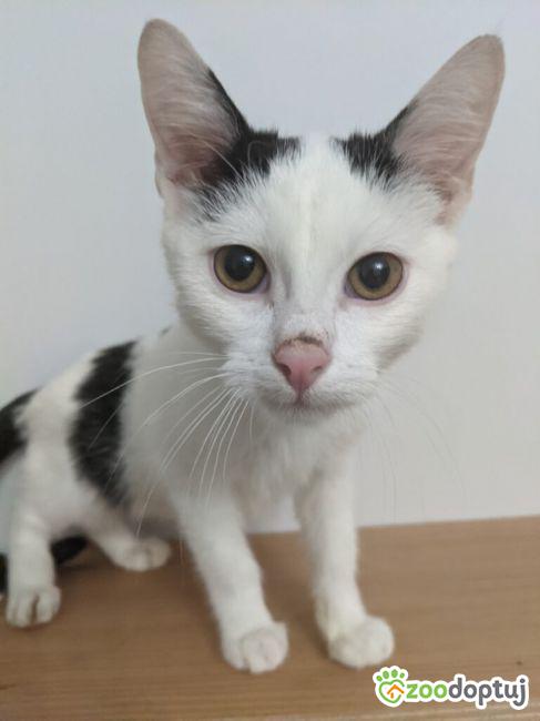 Urwis - kot do adopcji Poznań | Zoodoptuj.pl