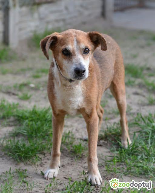 Will - pies do adopcji Mielec | Zoodoptuj.pl