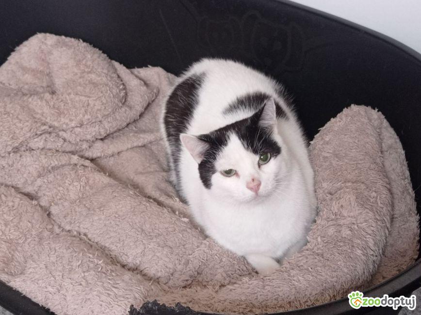 Filip - kot do adopcji Gdynia | Zoodoptuj.pl