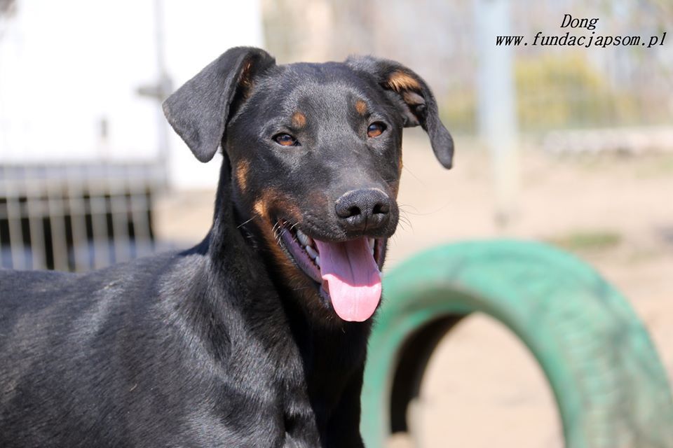 Dong - pies do adopcji Nowy Dwór Mazowiecki | Zoodoptuj.pl