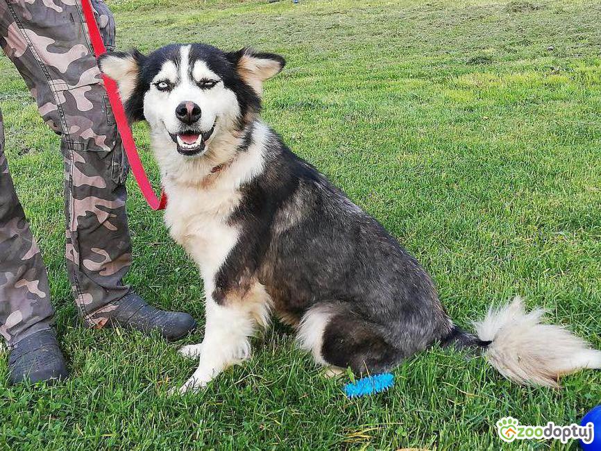 Alaska - pies do adopcji Tłuszcz | Zoodoptuj.pl