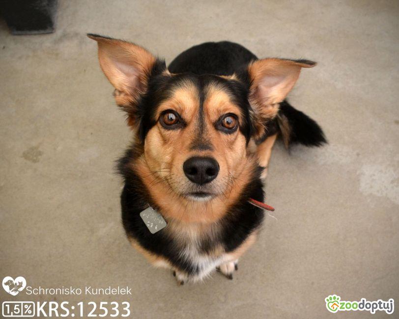 Dafi - pies do adopcji Rzeszów | Zoodoptuj.pl