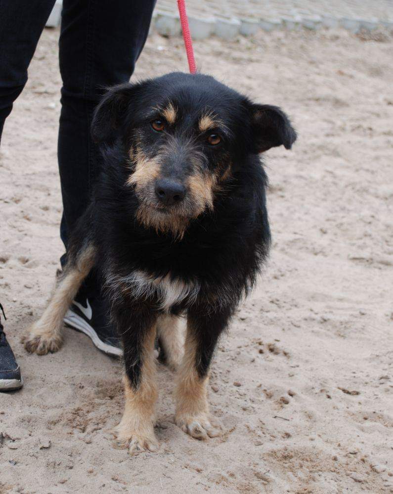 Daisy - pies do adopcji Kielce | Zoodoptuj.pl