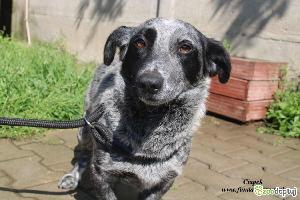 Ciapek - pies do adopcji Nowy Dwór Mazowiecki | Zoodoptuj.pl
