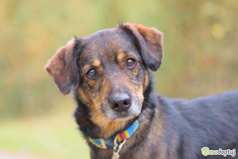 STEVEN - pies do adopcji Warszawa | Zoodoptuj.pl