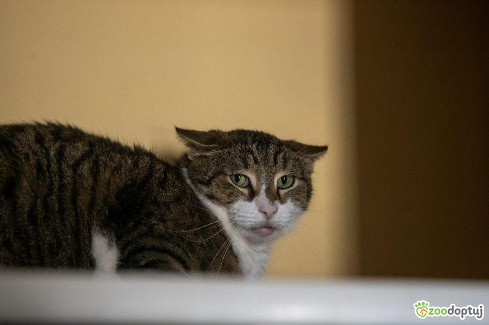Mentos - kot do adopcji Poznań | Zoodoptuj.pl