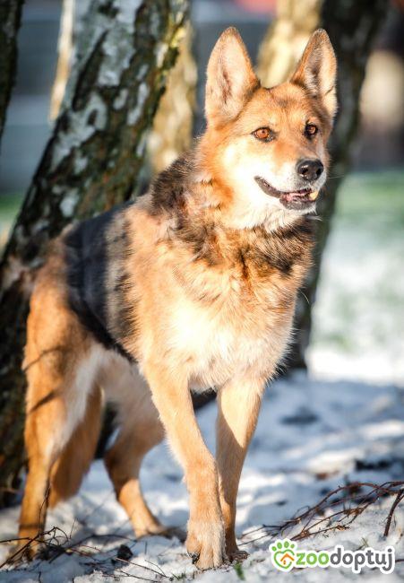 Saba - pies do adopcji Warszawa | Zoodoptuj.pl