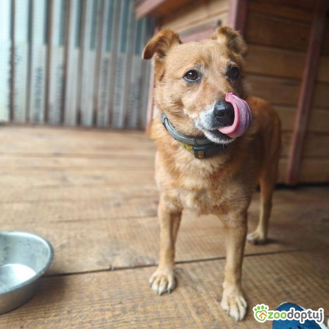 KEKSIK - pies do adopcji Rzeszów | Zoodoptuj.pl