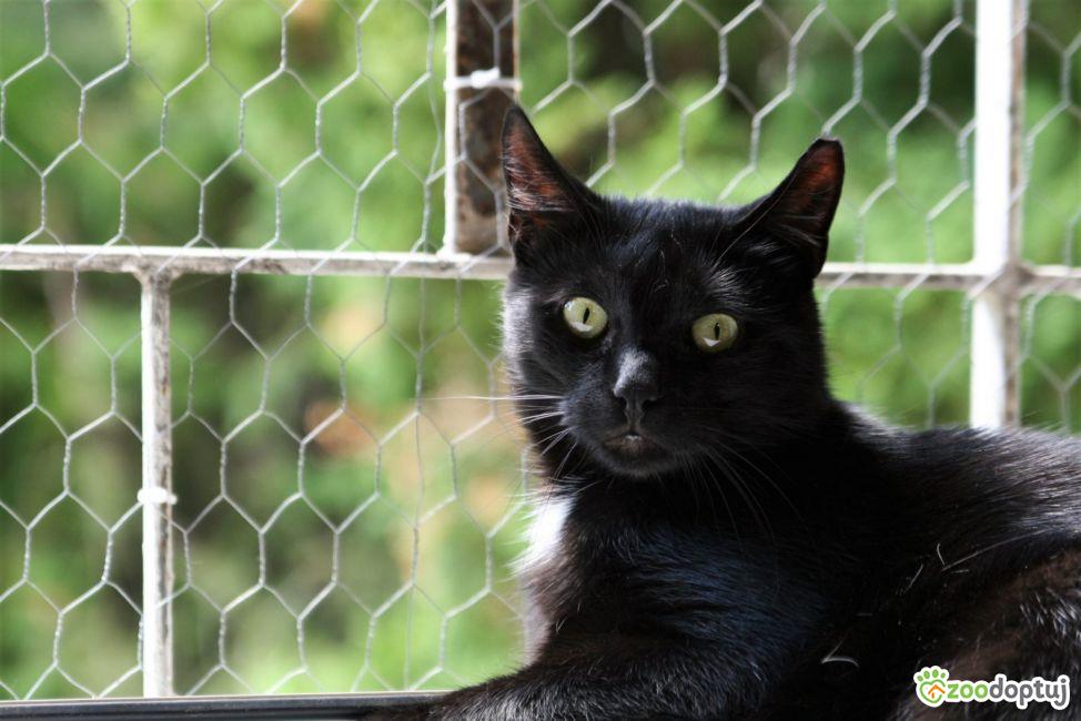 Rademenes - kot do adopcji Poznań | Zoodoptuj.pl