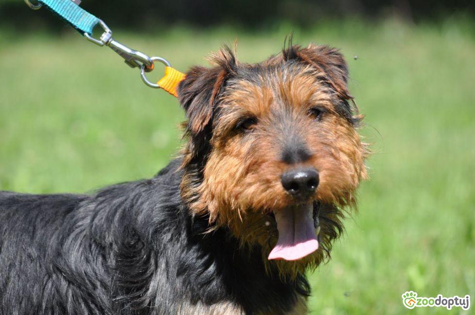 Ingo - pies do adopcji Mielec | Zoodoptuj.pl