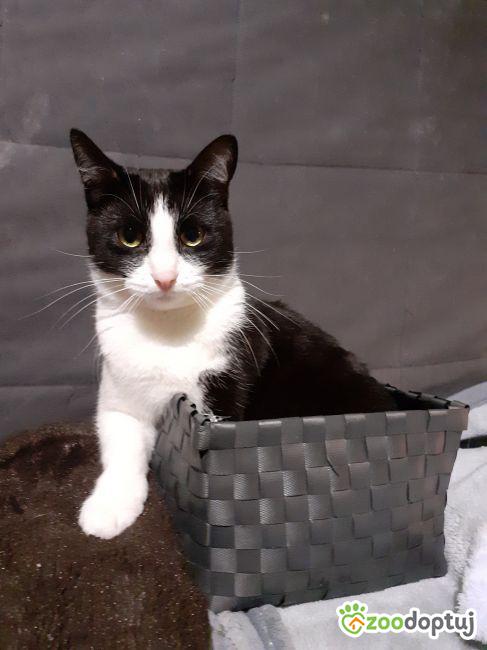 Spike - kot do adopcji Poznań | Zoodoptuj.pl
