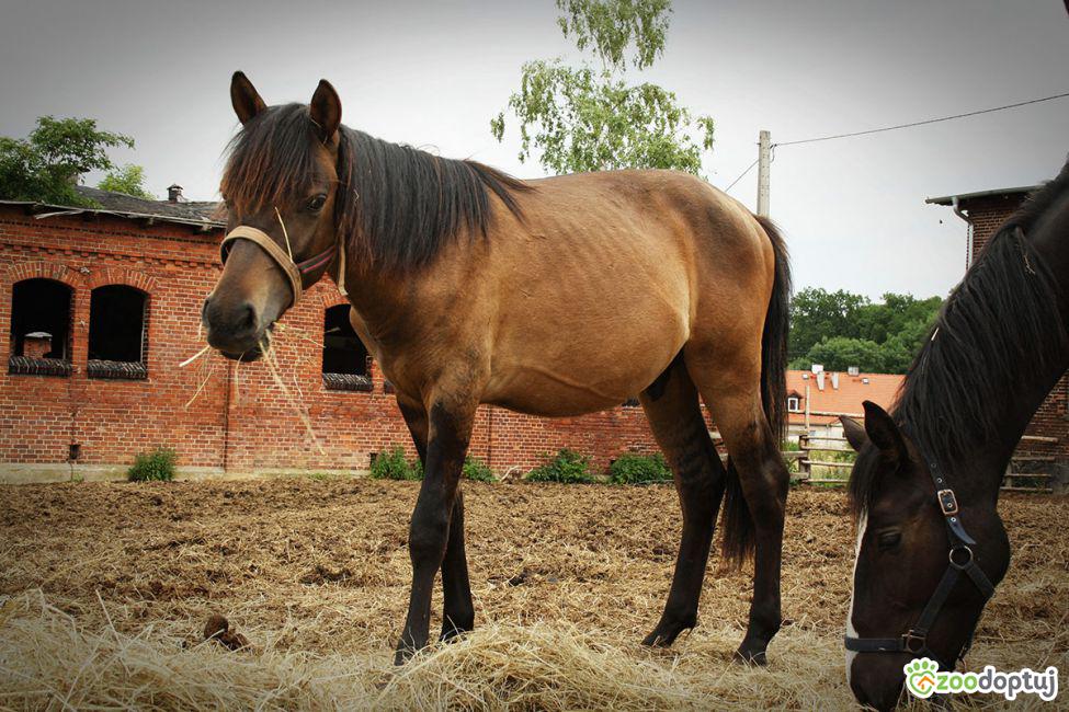 Flower - kon do adopcji Piskorzyna | Zoodoptuj.pl