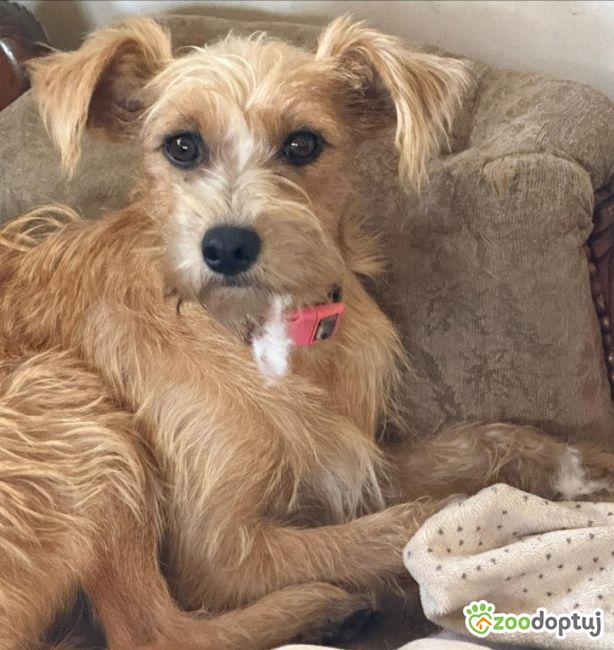 Daisy - pies do adopcji WARSZAWA | Zoodoptuj.pl