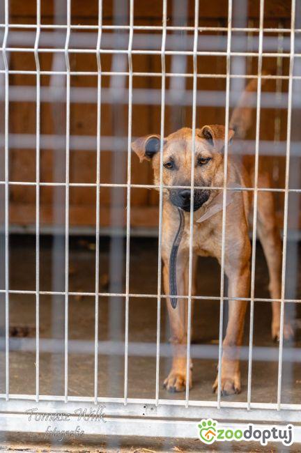 Brytan - pies do adopcji Mielec | Zoodoptuj.pl