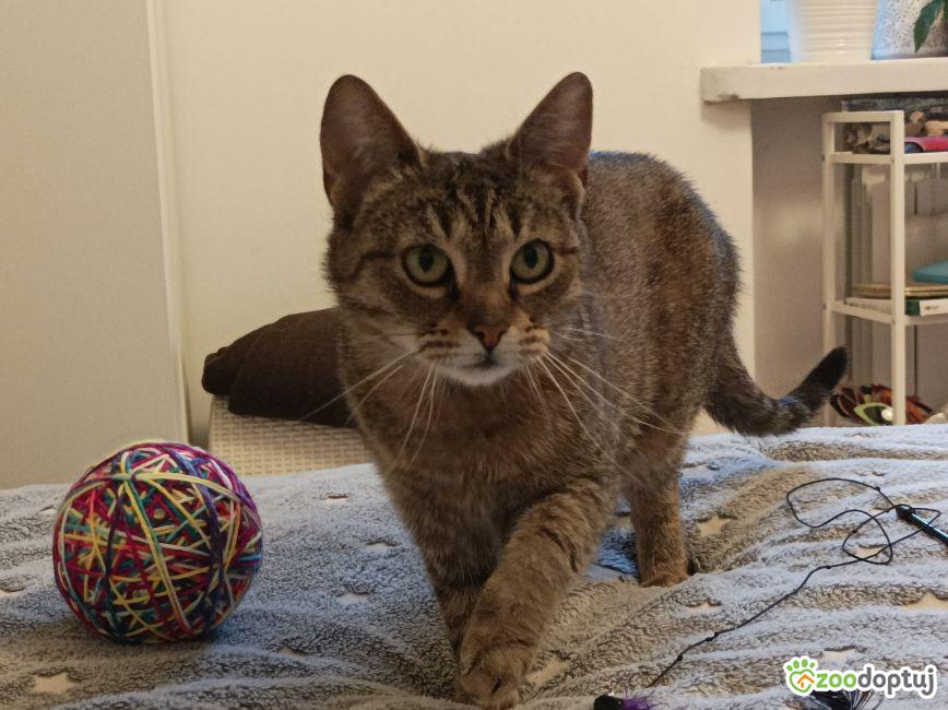 Lusia - kot do adopcji Warszawa | Zoodoptuj.pl