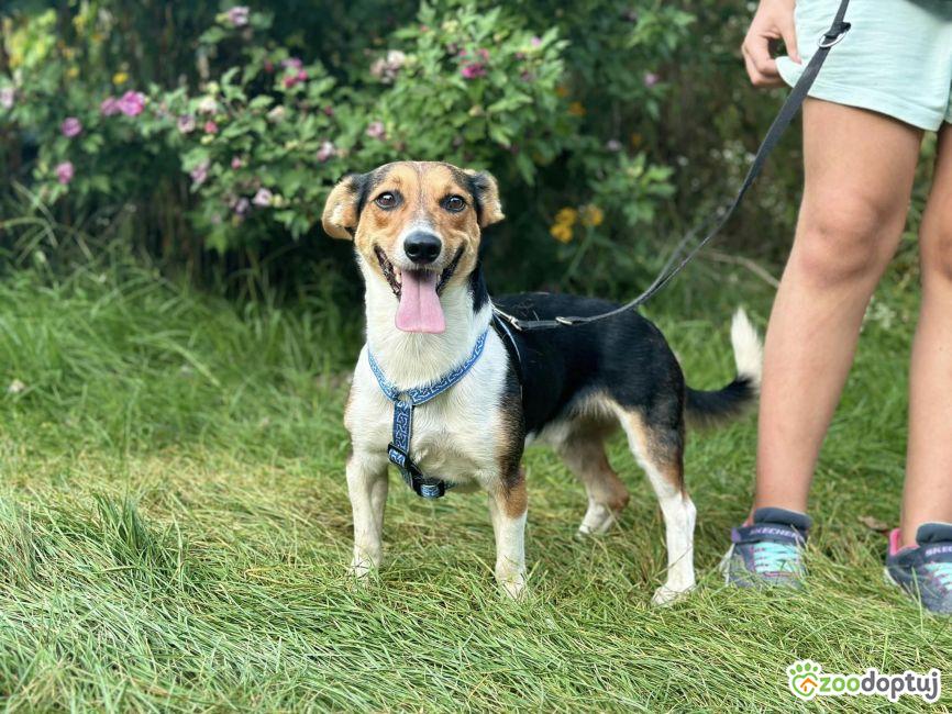Shrek - pies do adopcji Mielec | Zoodoptuj.pl