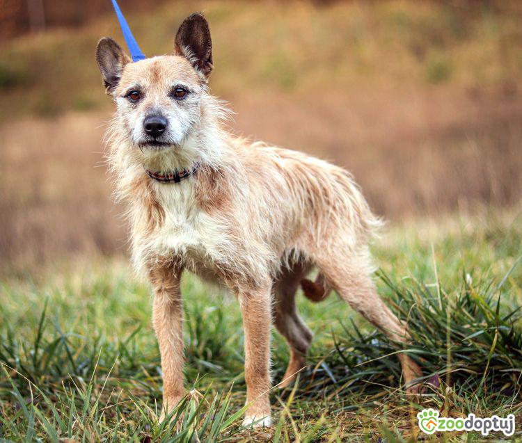 Berek - pies do adopcji Olsztyn | Zoodoptuj.pl