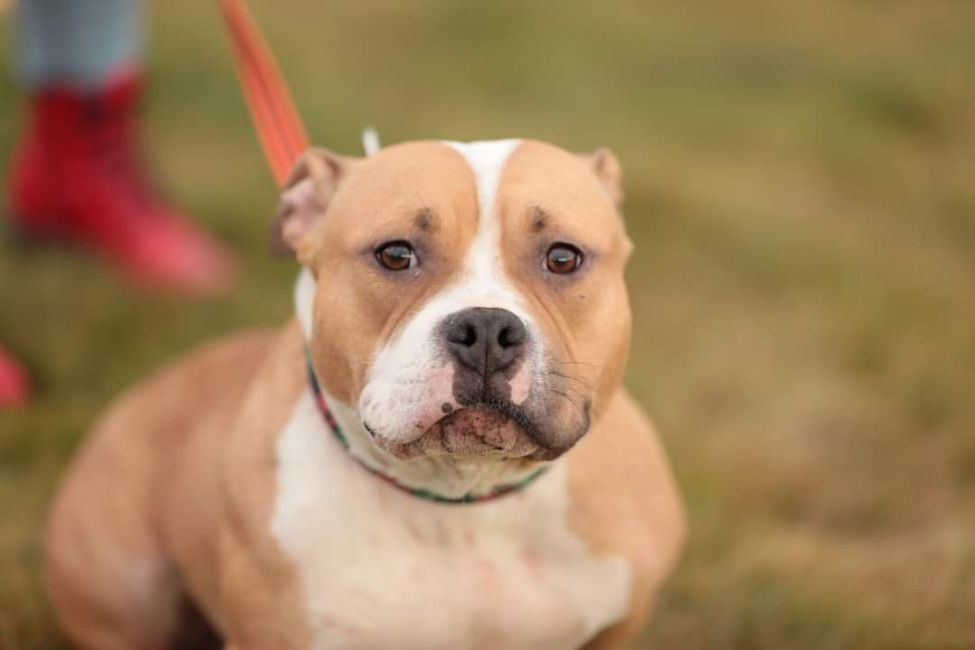 Kejti - pies do adopcji Brzeg | Zoodoptuj.pl