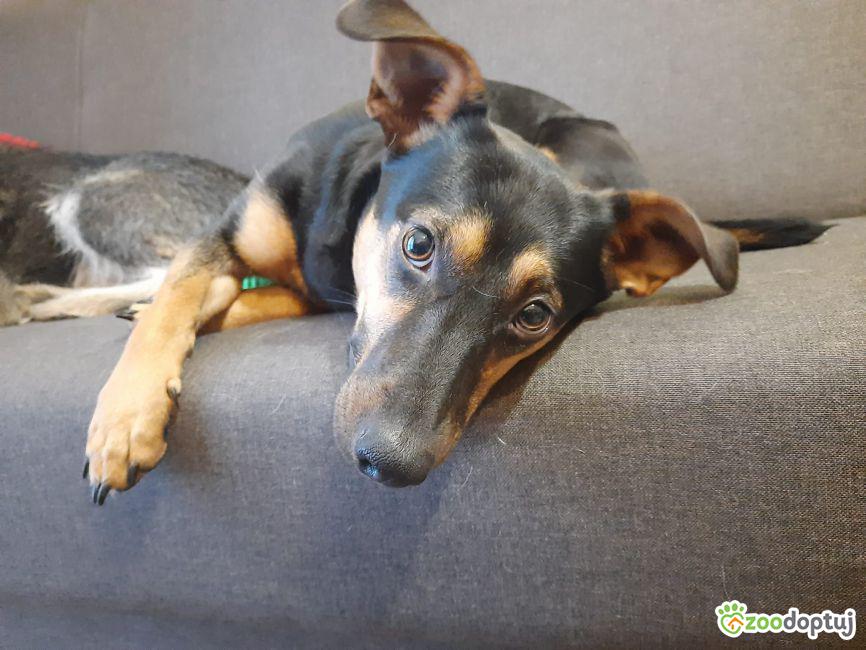 Cebula - pies do adopcji WARSZAWA | Zoodoptuj.pl