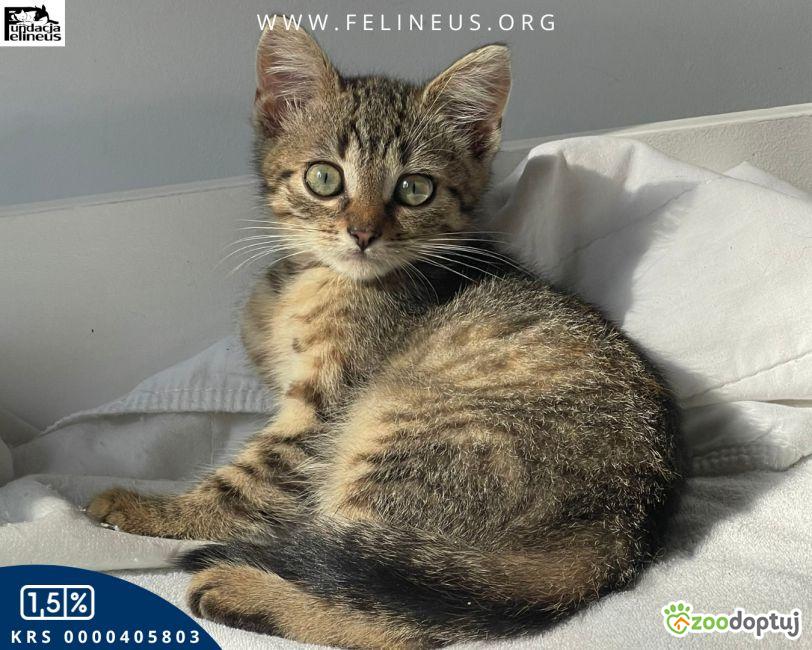 Inka - kot do adopcji Rzeszów | Zoodoptuj.pl